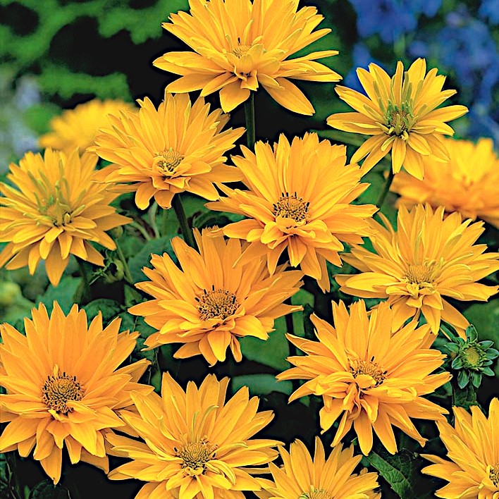 Rough oxeye - golden-yellow; smooth oxeye, false sunflower – Garden ...