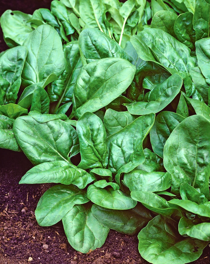 Spinach Matador seeds - Spinacia oleracea - 900 seeds – Garden Seeds ...