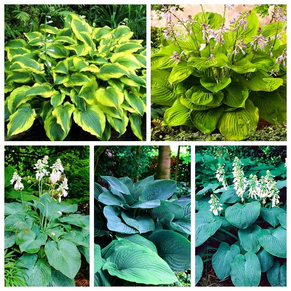 Hosta – Selection of tall growing varieties – 5 pcs; plantain lily ...
