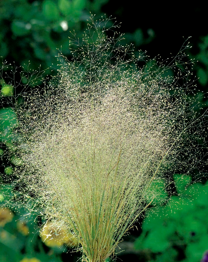 Cloud Grass seeds - Agrostis nebulosa - 3000 seeds – Garden Seeds ...