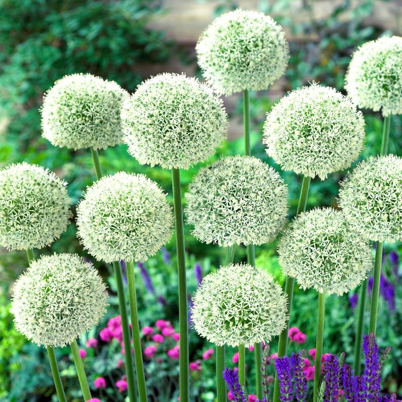 Allium White Giant