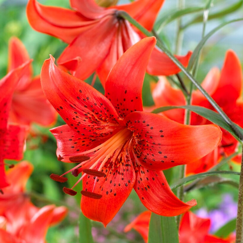 Red Tiger Lily Flower