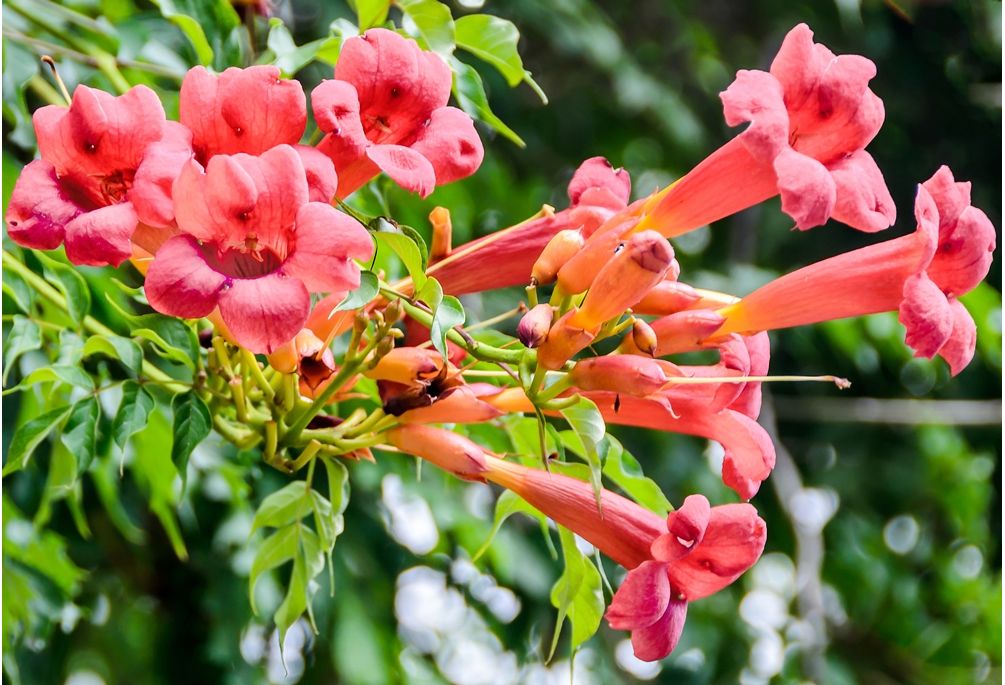 Trumpet Vine, Trumpet Creeper seeds - Campsis radicans – Garden Seeds ...