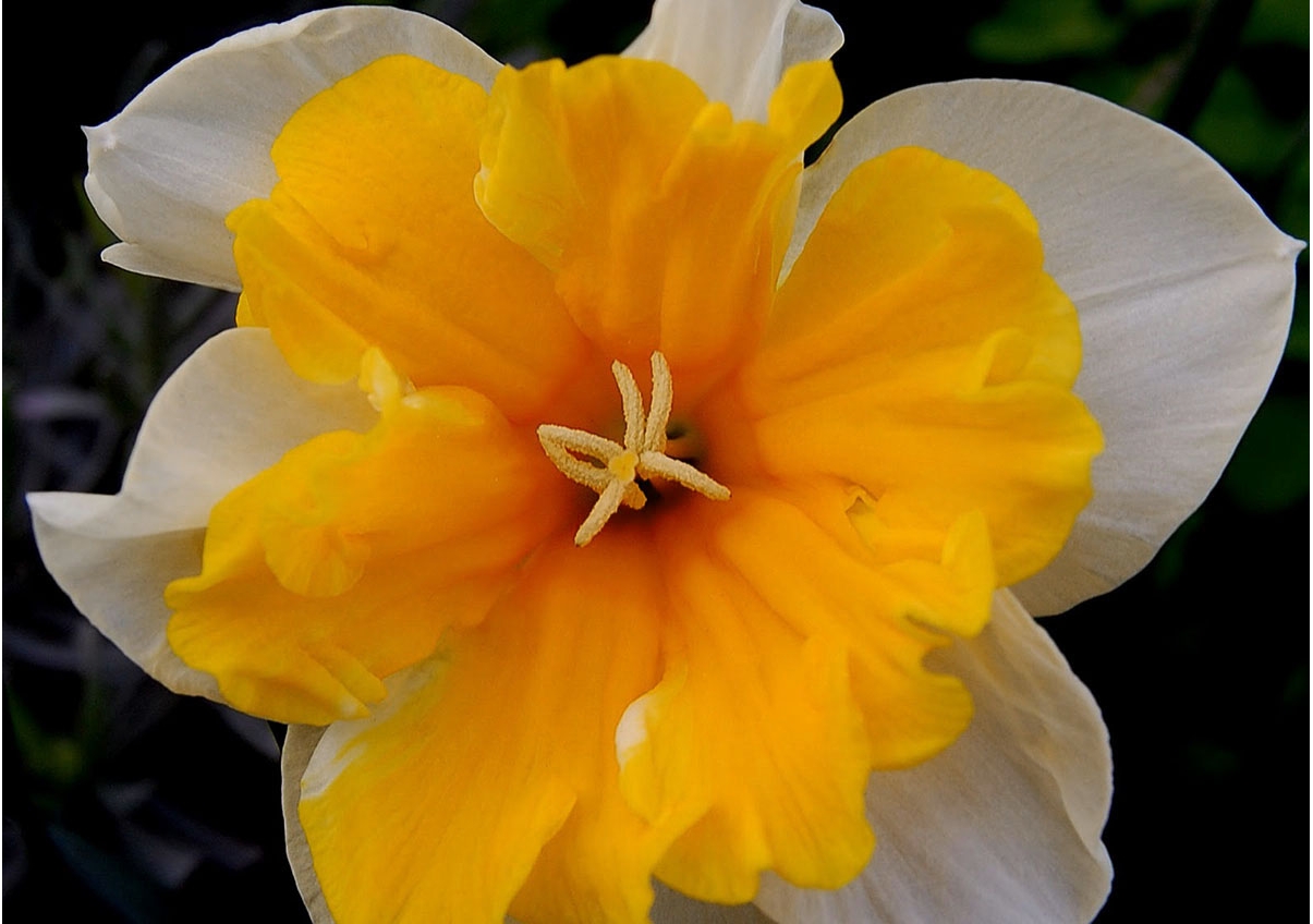 Narcissus Orangery - Daffodil Orangery - 5 bulbs – Garden Seeds Market ...
