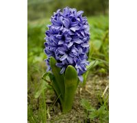 Quality Hyacinth, Hyacinthus Bulbs for Wholesale Prices. 150 Varieties ...