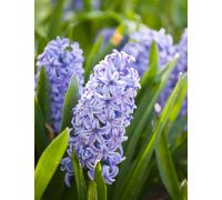 Quality Hyacinth, Hyacinthus Bulbs for Wholesale Prices. 150 Varieties ...