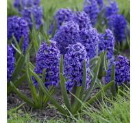 Quality Hyacinth, Hyacinthus Bulbs for Wholesale Prices. 150 Varieties ...