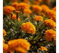 Garden Seeds Market – garden shop with best vegetables and flower seeds