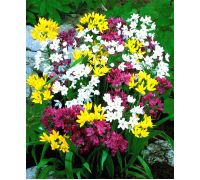 Tulipa Concerto - Tulip Concerto - 5 bulbs – Garden Seeds Market | Free ...