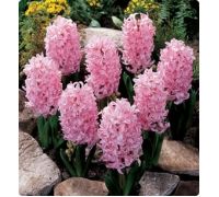 Quality Hyacinth, Hyacinthus Bulbs for Wholesale Prices. 150 Varieties ...