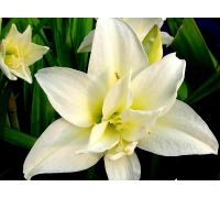Quality Hippeastrum XXL Bulbs for Wholesale Prices. 80 Varieties of ...