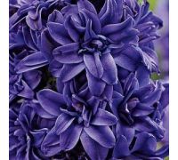 Quality Hyacinth, Hyacinthus Bulbs for Wholesale Prices. 150 Varieties ...