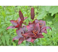 Garden Seeds Market – garden shop with best vegetables and flower seeds