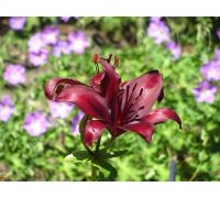 Garden Seeds Market – garden shop with best vegetables and flower seeds