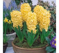 Quality Hyacinth, Hyacinthus Bulbs for Wholesale Prices. 150 Varieties ...