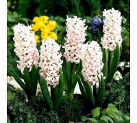 Quality Hyacinth, Hyacinthus Bulbs for Wholesale Prices. 150 Varieties ...