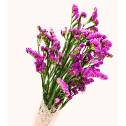 Risp - rosa - Limonium sinuatum - Perfekt för hållbara färska och ...