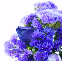 Risp - rosa - Limonium sinuatum - Perfekt för hållbara färska och ...