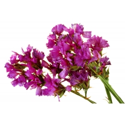Risp - rosa - Limonium sinuatum - Perfekt för hållbara färska och ...