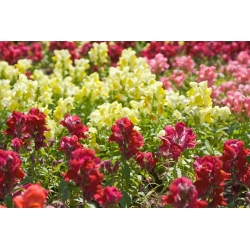 Snapdragon Seeds – Garden Seeds Market | Free shipping