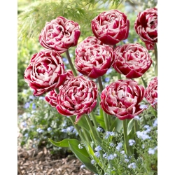 Tulipa Miranda - Tulip Miranda - 5 bulbs – Garden Seeds Market | Free ...