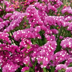 Risp - rosa - Limonium sinuatum - Perfekt för hållbara färska och ...