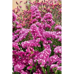 Risp - rosa - Limonium sinuatum - Perfekt för hållbara färska och ...