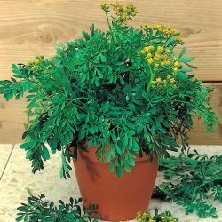 Garden Seeds Market – garden shop with best vegetables and flower seeds ...