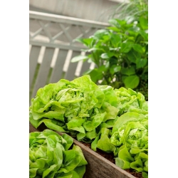 Salat Hode - May Queen - 1050 frø - Lactuca sativa L. var. Capitata ...