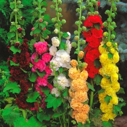 Stockros - Mix - Althaea rosea – Garden Seeds Market | Gratis frakt