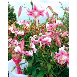 Lily Lilium Altari - cibule / hlíza / kořen – Garden Seeds Market ...