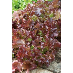 Salat Hode - Justyna - 950 frø - Lactuca sativa L. var. Capitata ...