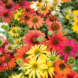 Röd solhatt - gul - frön - Echinacea purpurea – Garden Seeds Market ...