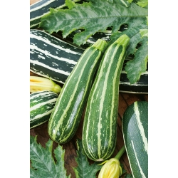 Courgette - Astra Polka - 21 graines - Cucurbita pepo – Garden Seeds ...