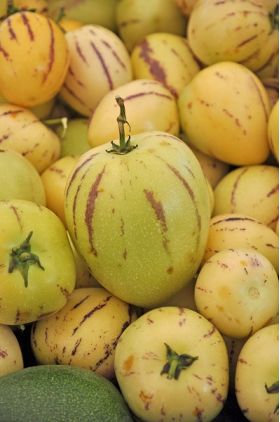 Melon Pear, Pepino seeds - Solanum muricatum - 11 seeds – Garden Seeds ...