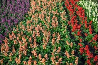 Salvia Vista Mix seeds - Salvia splendens - 84 seeds – Garden Seeds ...