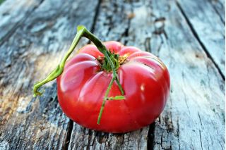 Tomate 'Warsaw Raspberry' - Feldsorte – Garden Seeds Market ...