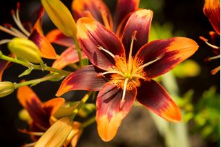 Lilium, Lily Forever Susan - 1 bulb – Garden Seeds Market | Free shipping