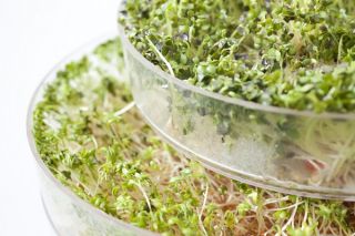 Sprouting seeds - Vitamin-D-rich sprouts - 3-piece set + sprouter with ...