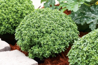 Basil Piccolino seeds – Ocimum basilicum L. - 650 seeds – Garden Seeds ...