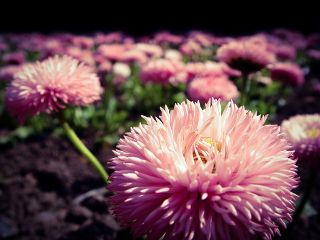 Pink large flowered daisy "Maria" - 900 seeds – Garden Seeds Market ...