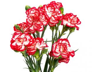 Raspberry Ripple Carnation seeds - Dianthus caryophyllus - 110 seeds ...
