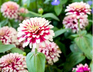 Zinnia Carrousel Mix seeds - Zinnia elegans - 120 seeds – Garden Seeds ...