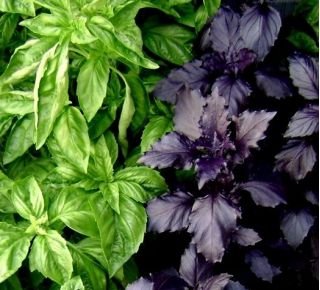 Sweet basil - a selection of varieties - Ocimum basilicum - 325 seeds ...