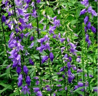 Lady Bells seeds - Adenophora latifolia - 500 seeds – Garden Seeds ...