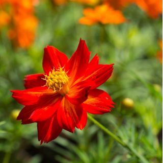 Cosmos Diablo seeds - Cosmos bipinnatus - 140 seeds – Garden Seeds ...