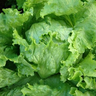 Lettuce Summer Queen seeds - Lactuca sativa - 1150 seeds – Garden Seeds ...