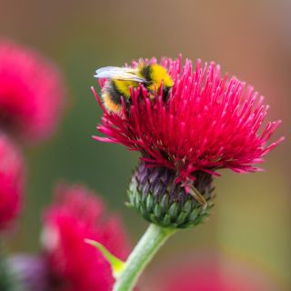 Japanese Thistle mixed seeds - Cirsium japonicum - 45 seeds – Garden ...
