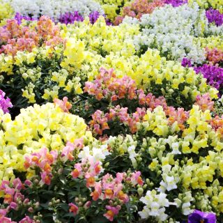 Trailing Snapdragon - Antirrhinum majus pendula - Trailing Elegance ...