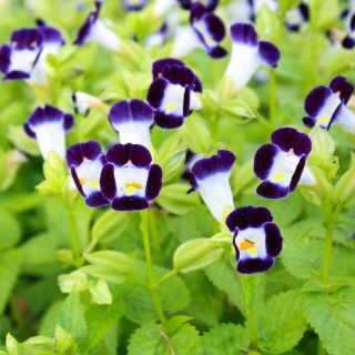 Catalina Pink Torenia, Wishbone Flower seeds - Torenia fournieri ...